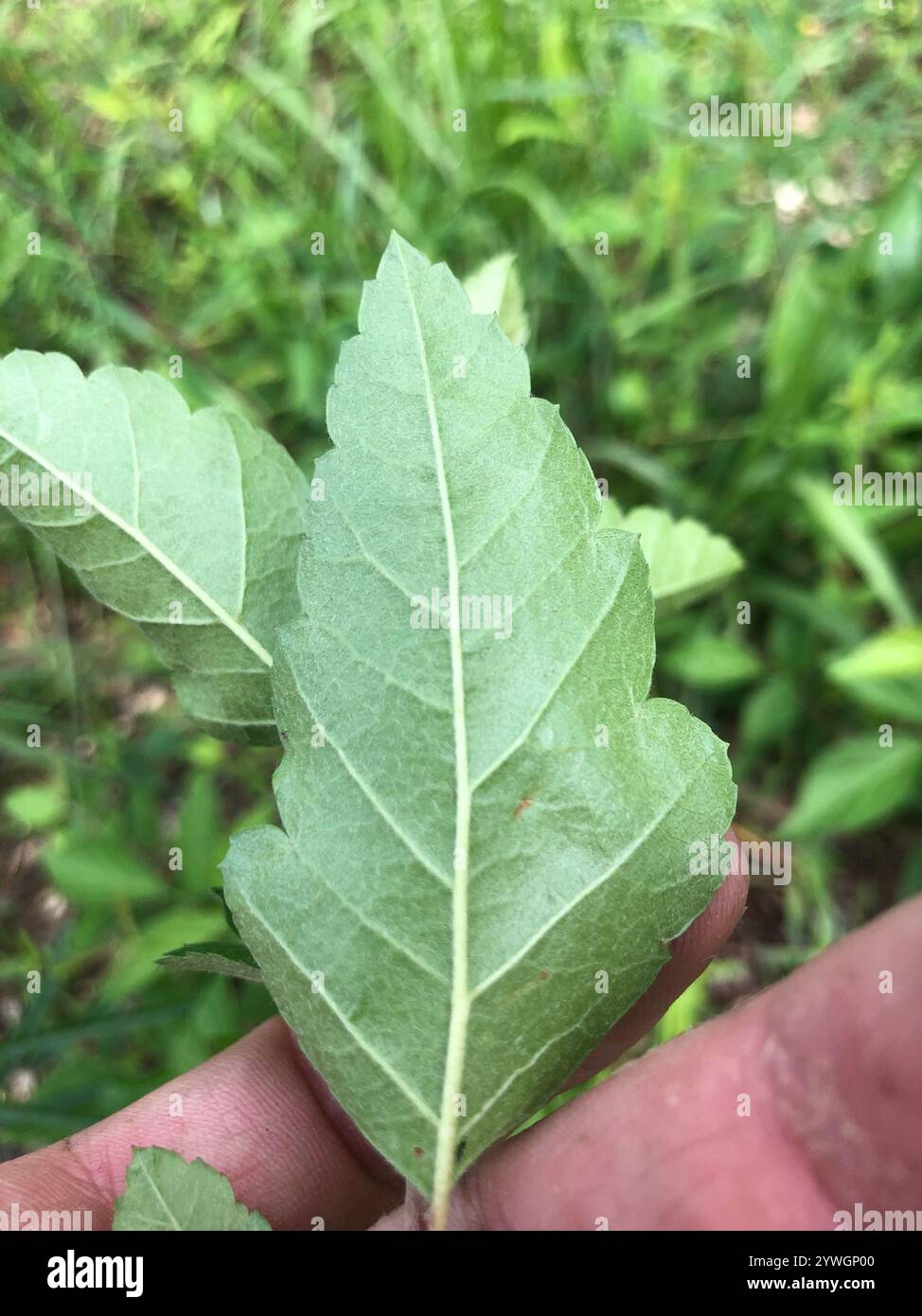Prairie Crab Apple (Malus ioensis Stock Photo - Alamy