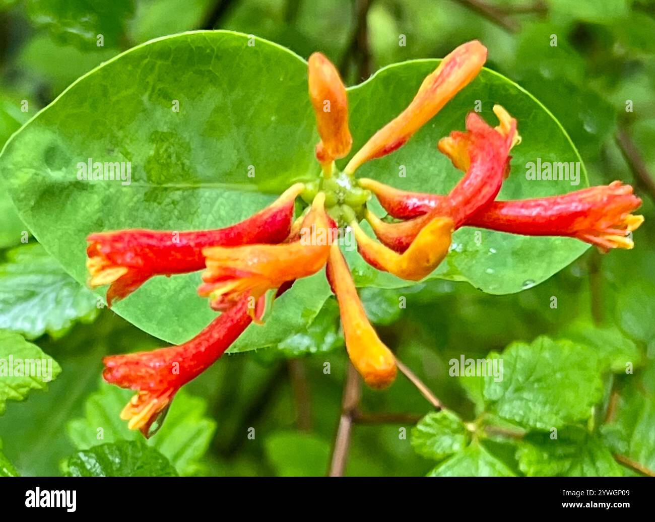 orange honeysuckle (Lonicera ciliosa Stock Photo - Alamy