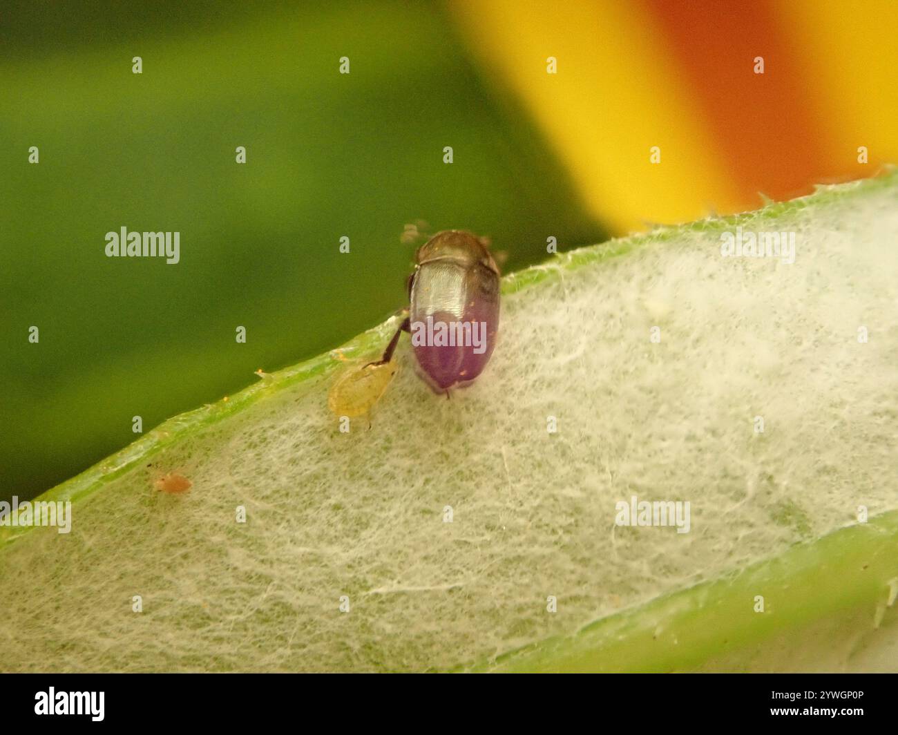Common Pollen Beetle (Brassicogethes aeneus Stock Photo - Alamy