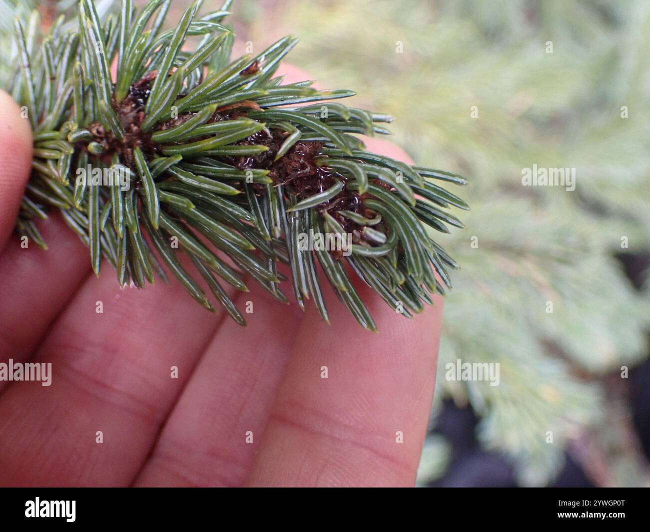 Engelmann spruce (Picea engelmannii Stock Photo - Alamy