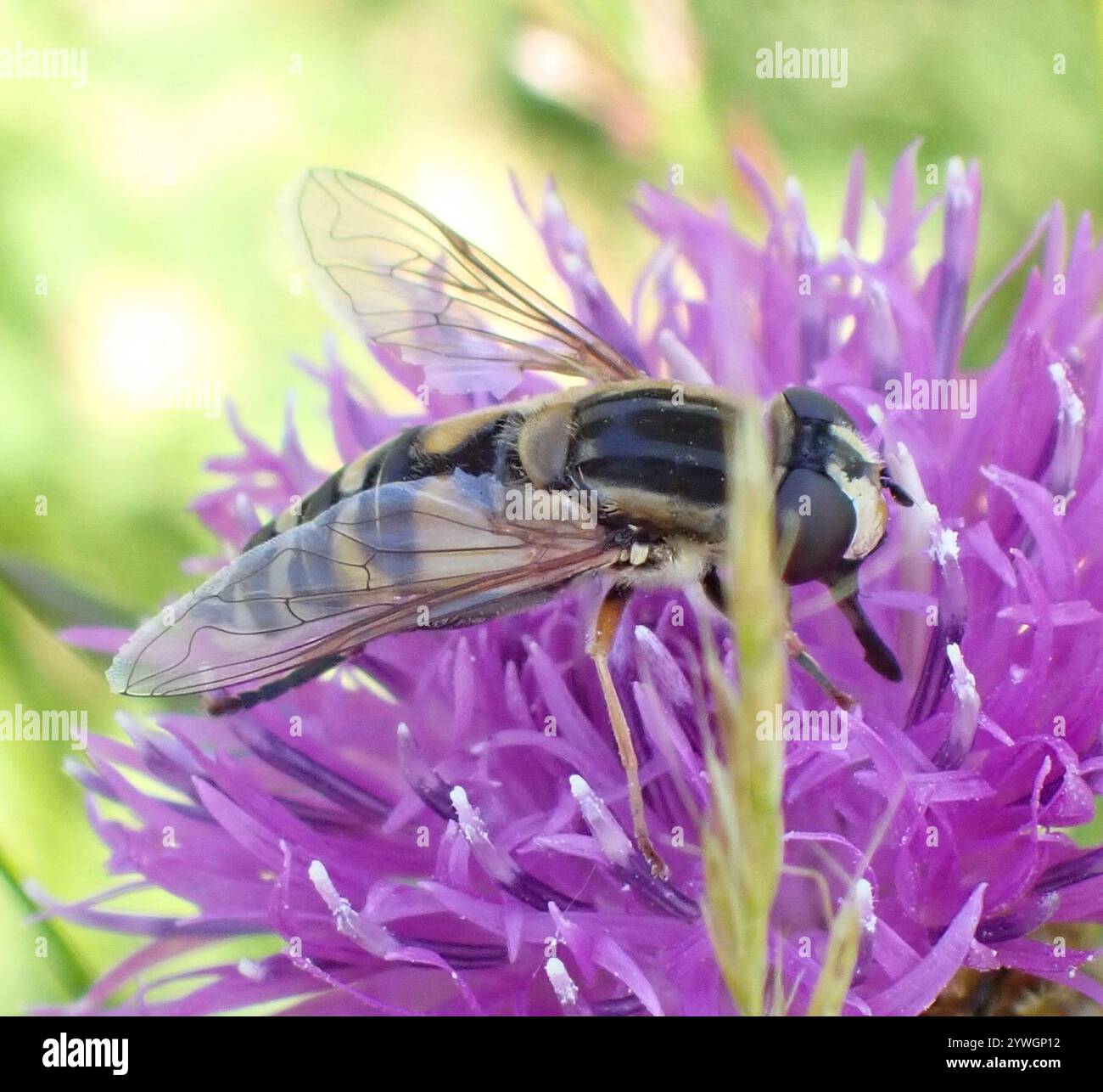 Trivittate Marsh Fly (Helophilus trivittatus Stock Photo - Alamy