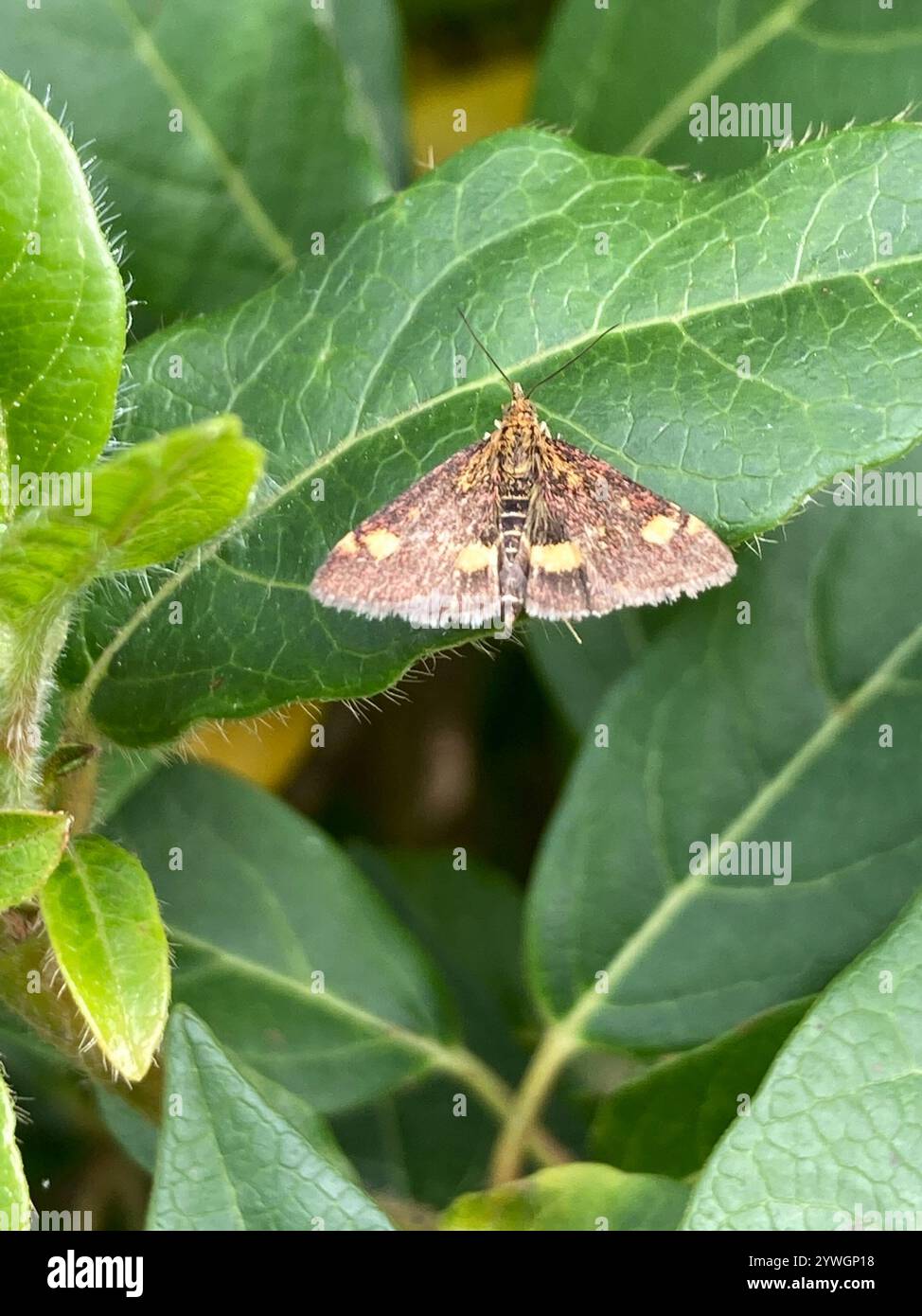 Mint Moth (Pyrausta aurata Stock Photo - Alamy
