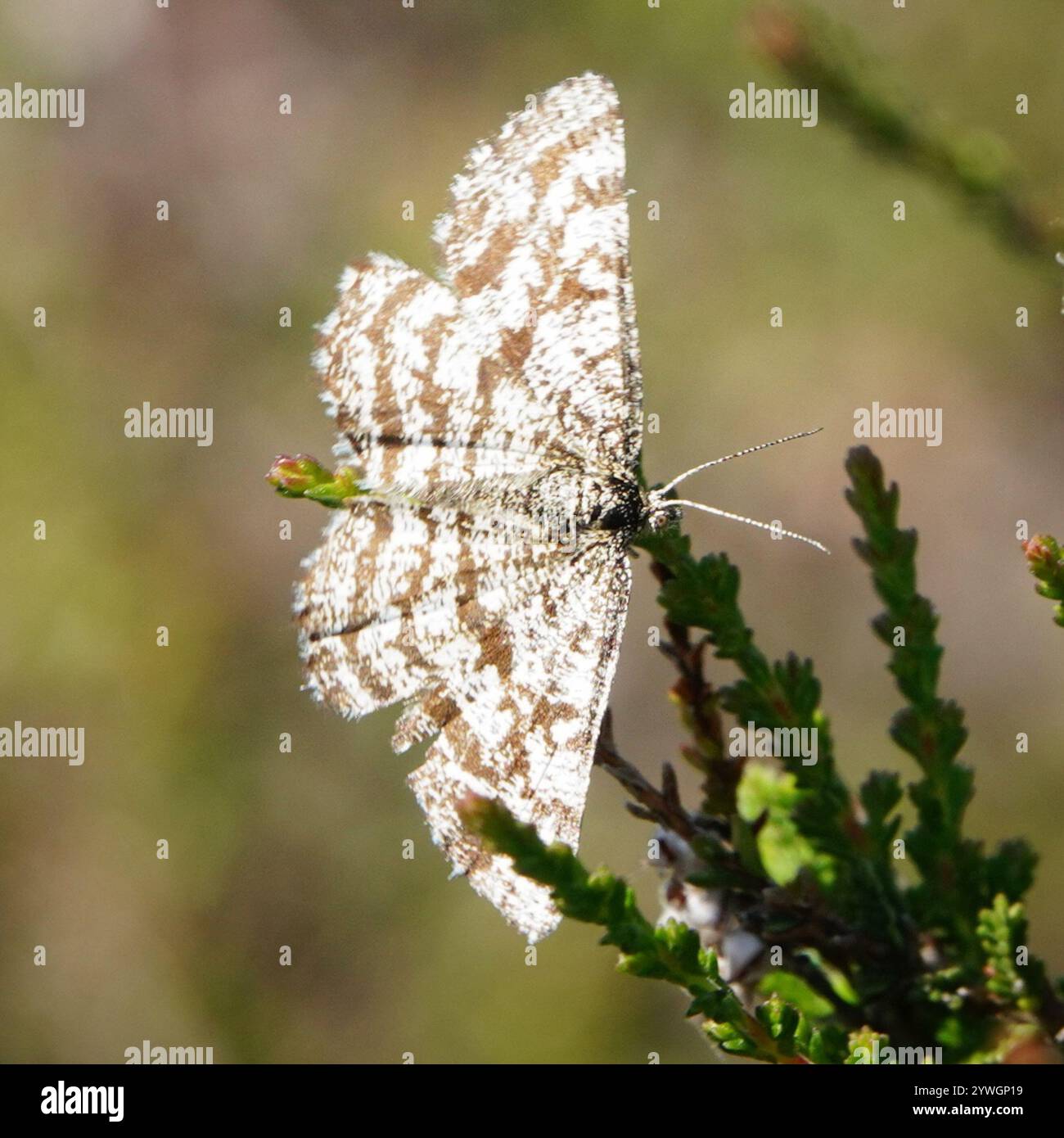 Common Heath (Ematurga atomaria Stock Photo - Alamy