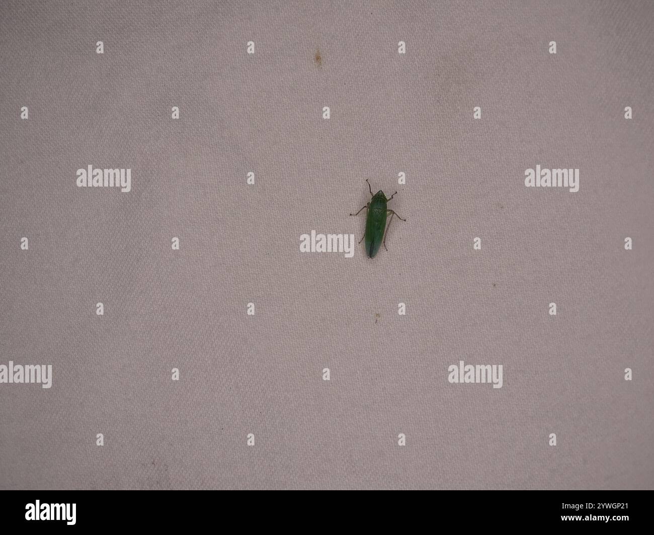 Waterlettuce Leafhopper (Draeculacephala inscripta Stock Photo - Alamy