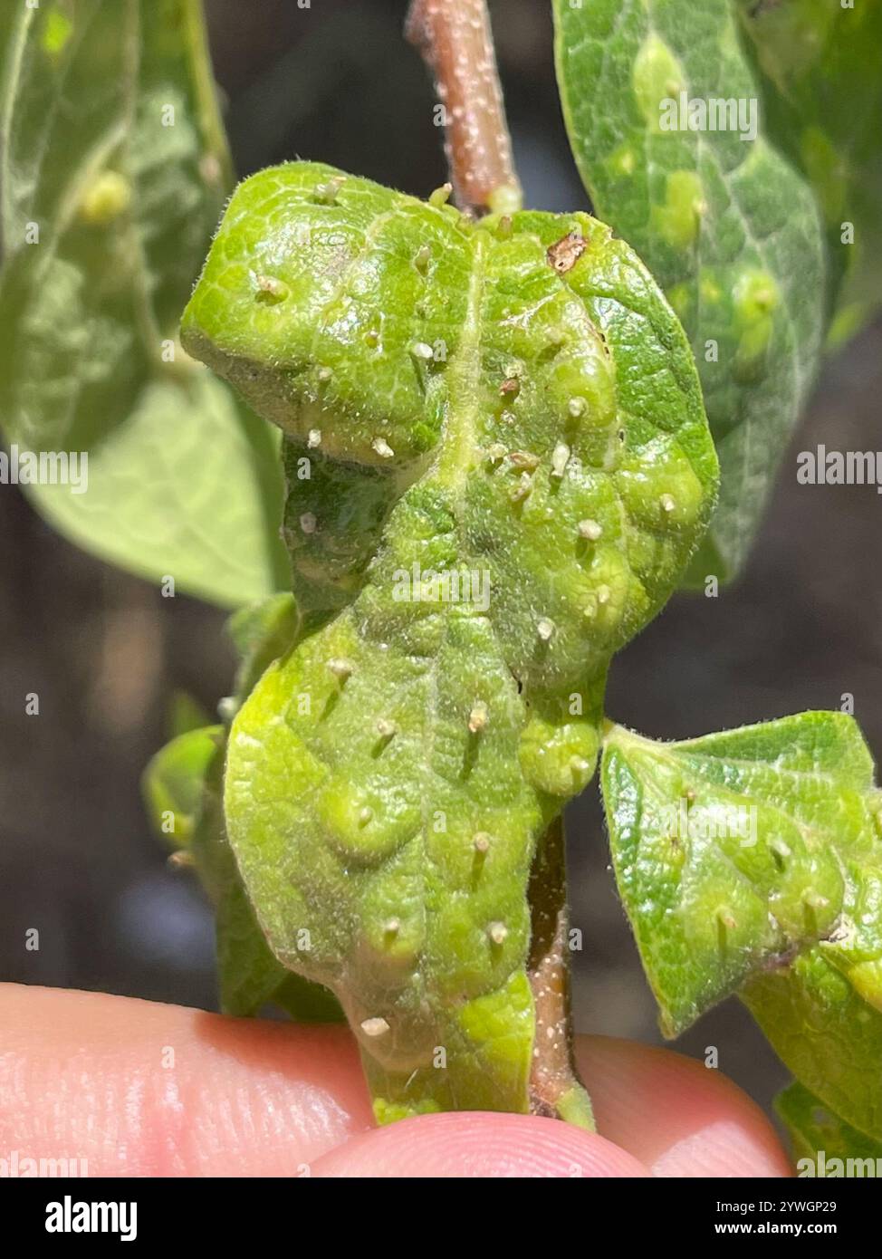 Hackberry Star Gall Psyllid (Pachypsylla celtidisasterisca Stock Photo ...