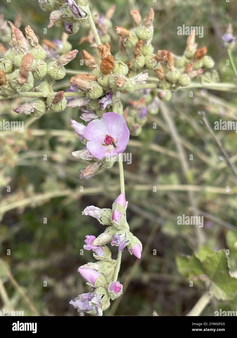 southern coastal bushmallow (Malacothamnus fasciculatus Stock Photo - Alamy
