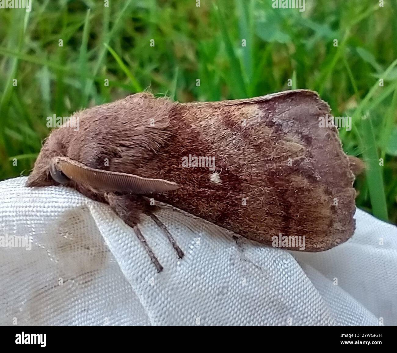 Pine-tree Lappet (Dendrolimus pini Stock Photo - Alamy