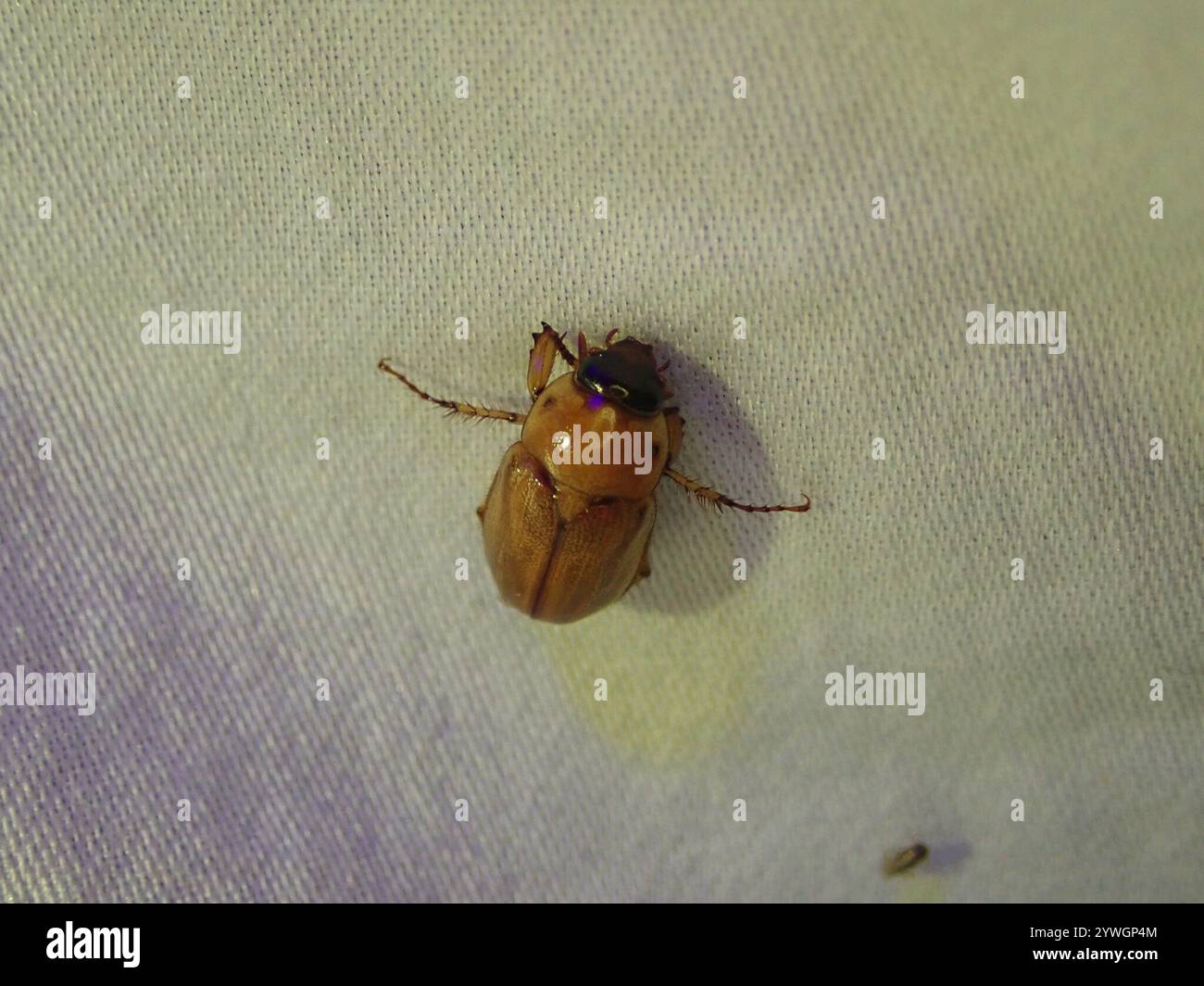 Southern Masked Chafer (Cyclocephala lurida Stock Photo - Alamy