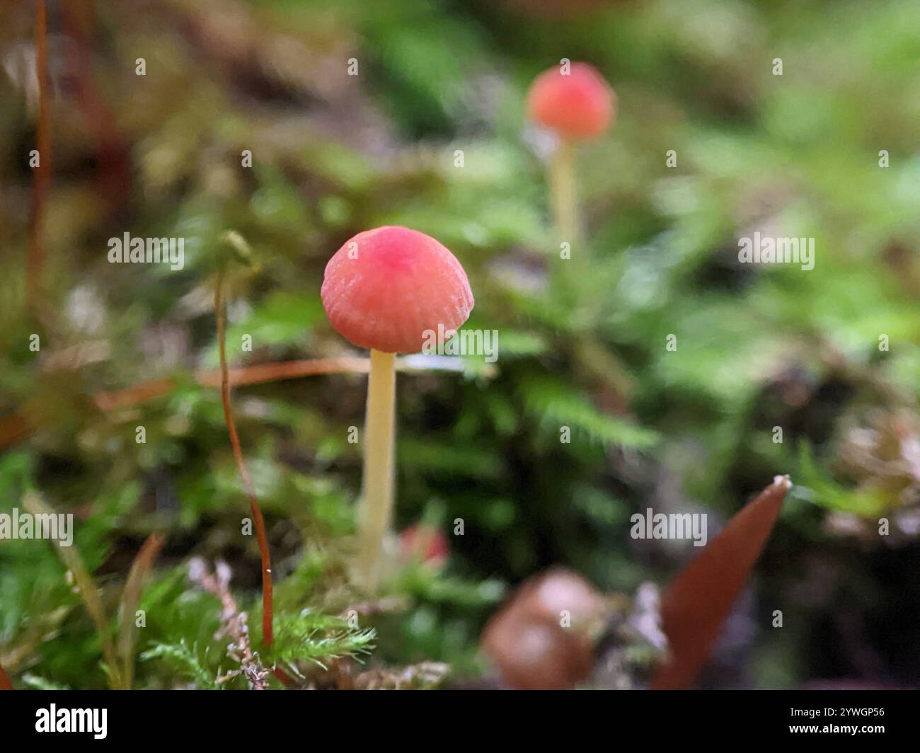orange bonnet (Mycena acicula Stock Photo - Alamy