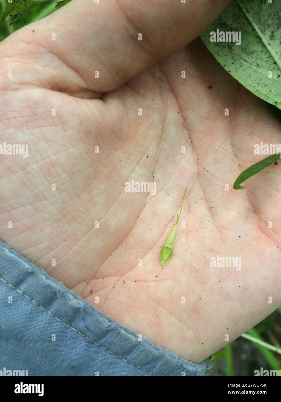 short-bristled horned beaksedge (Rhynchospora corniculata Stock Photo ...