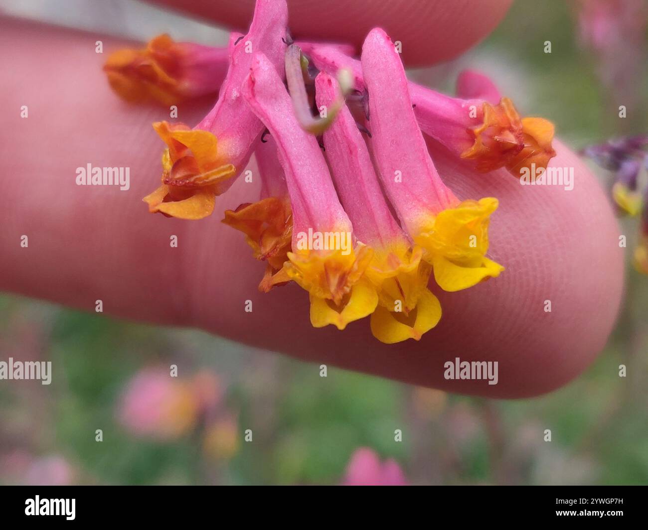 Capnoides sempervirens hi-res stock photography and images - Alamy