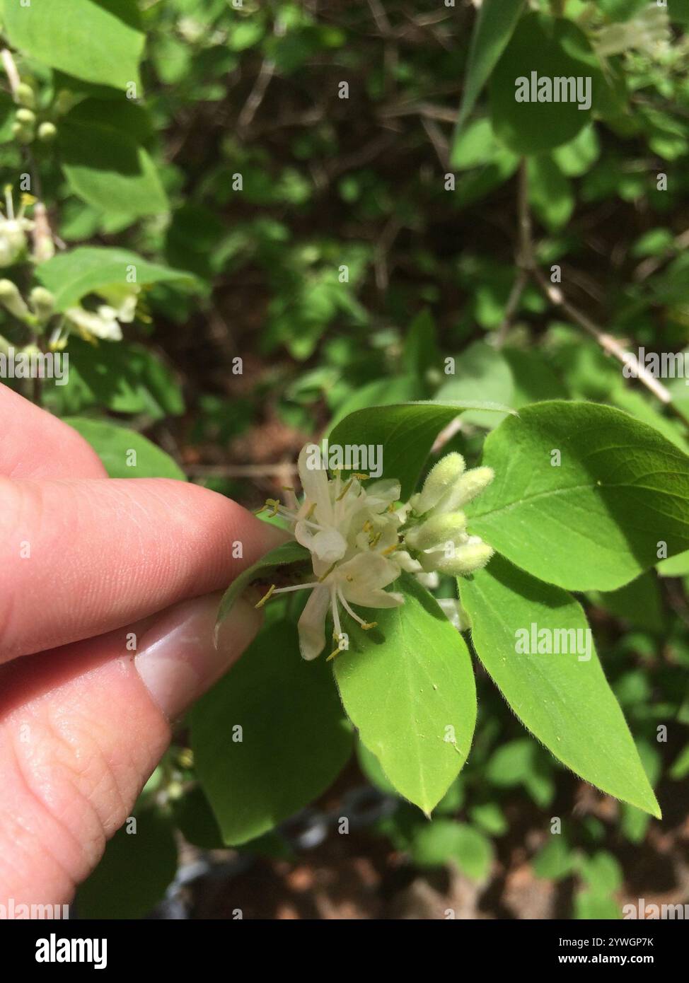 Fly Honeysuckle (Lonicera xylosteum Stock Photo - Alamy