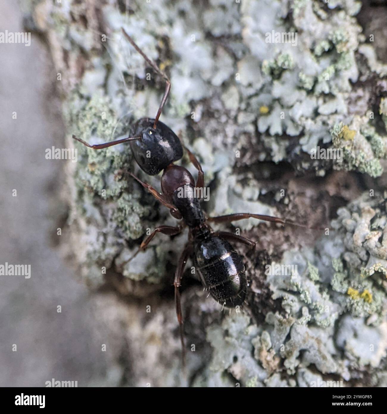 Nearctic Carpenter Ant (Camponotus nearcticus Stock Photo - Alamy