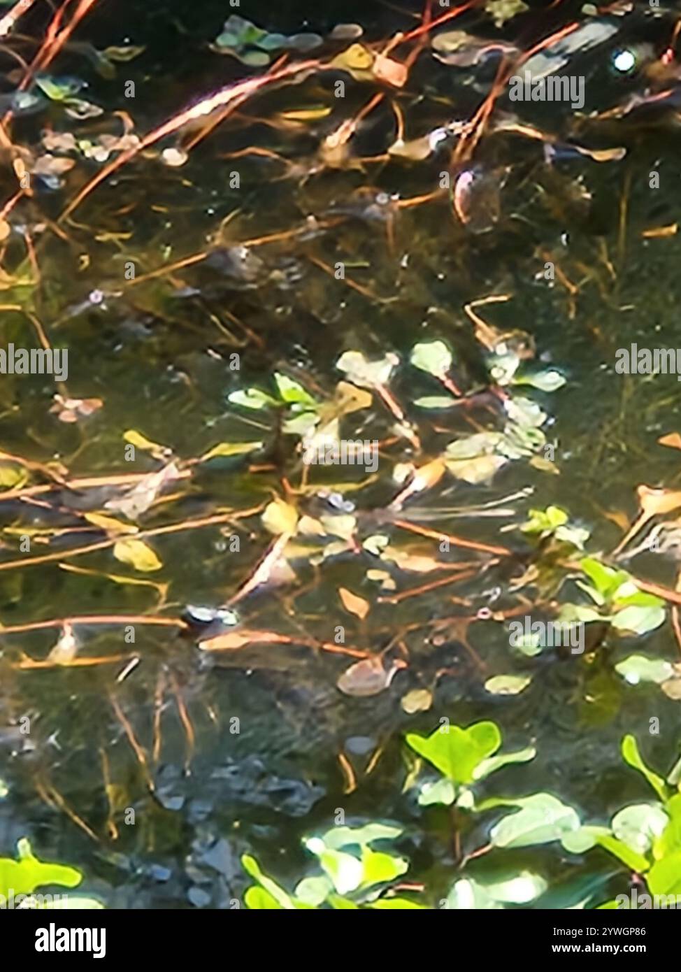 floating primrose-willow (Ludwigia peploides Stock Photo - Alamy