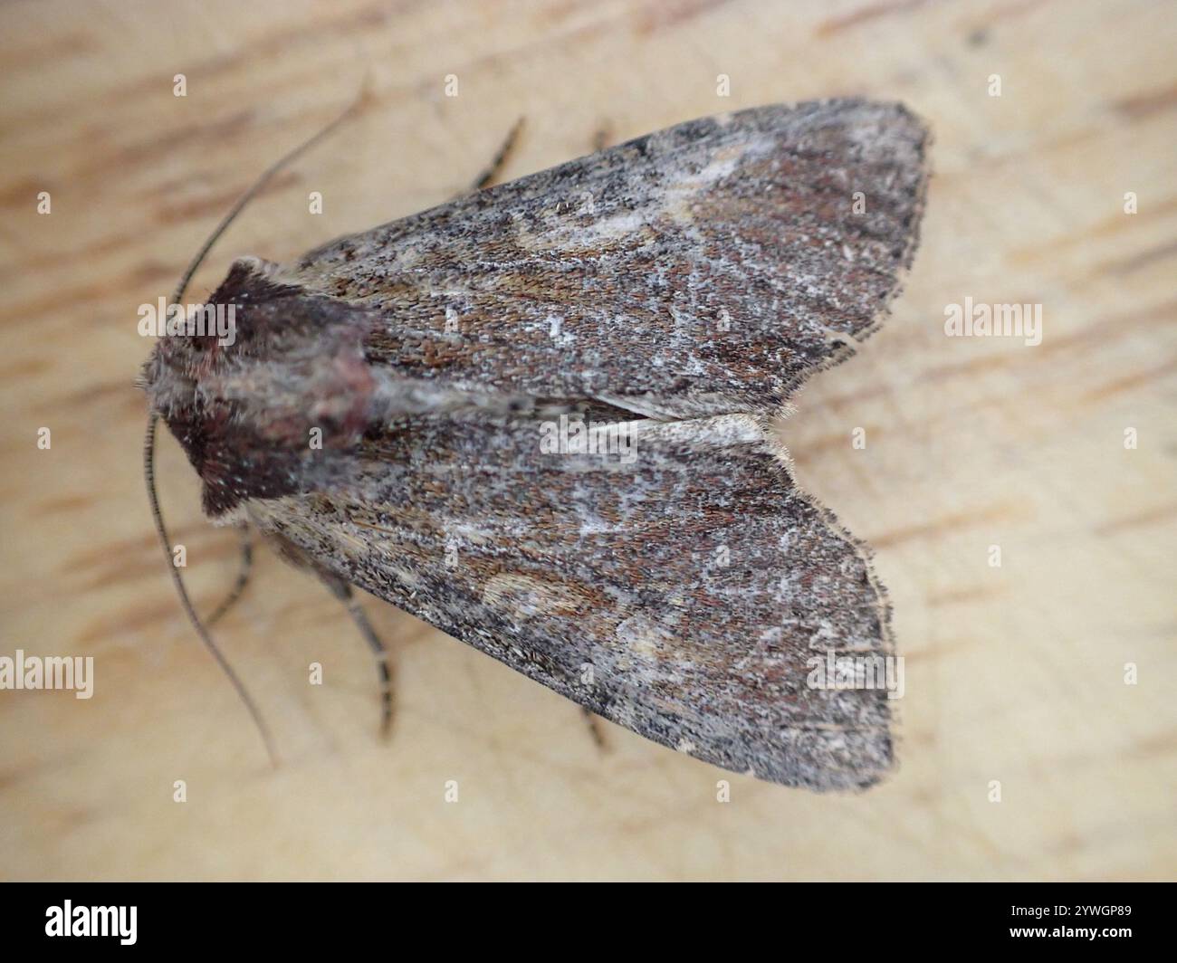Clouded-bordered Brindle (Apamea crenata Stock Photo - Alamy
