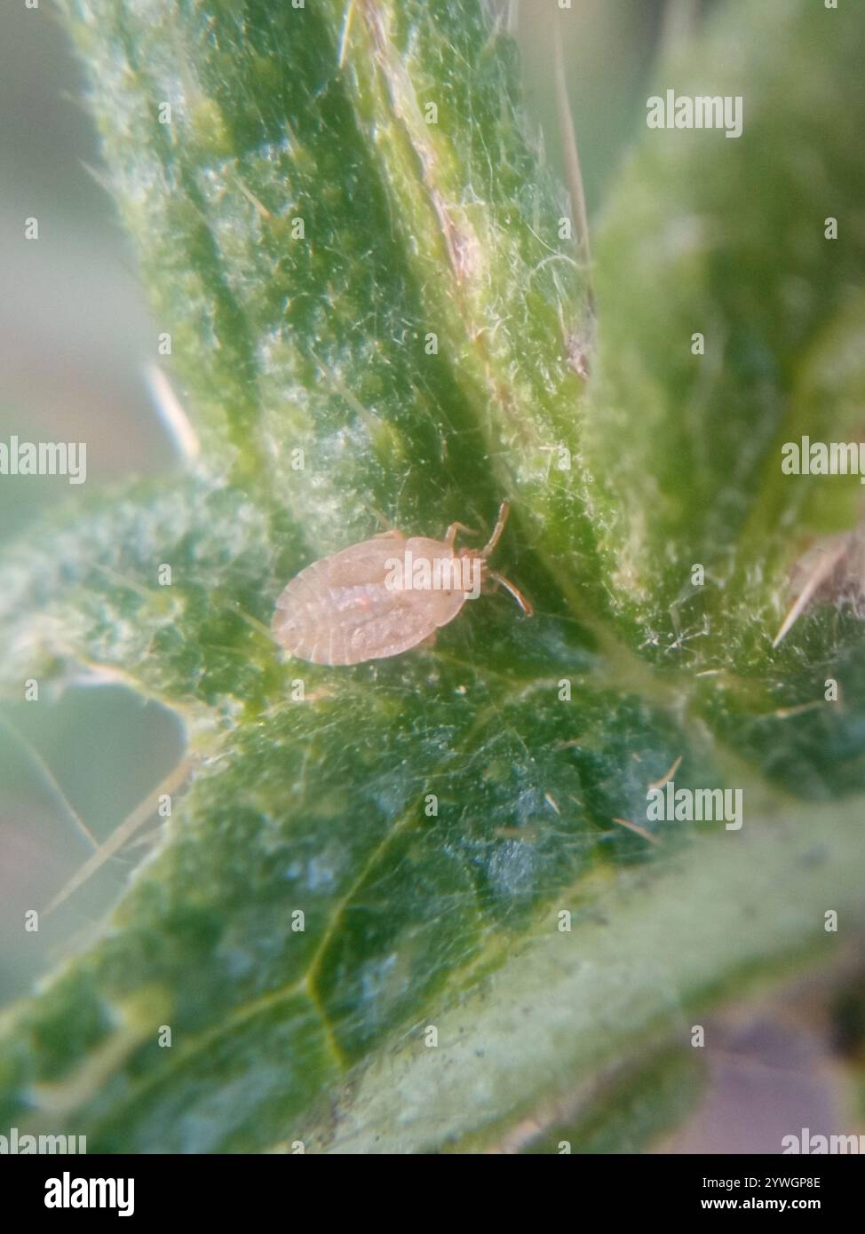 Spear Thistle Lacebug (Tingis cardui Stock Photo - Alamy