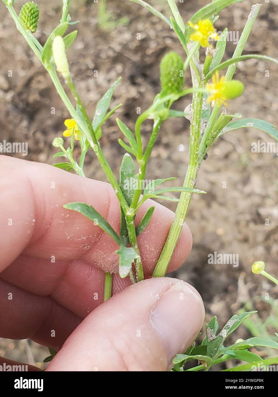 Prairie Buttercup (Ranunculus rhomboideus Stock Photo - Alamy