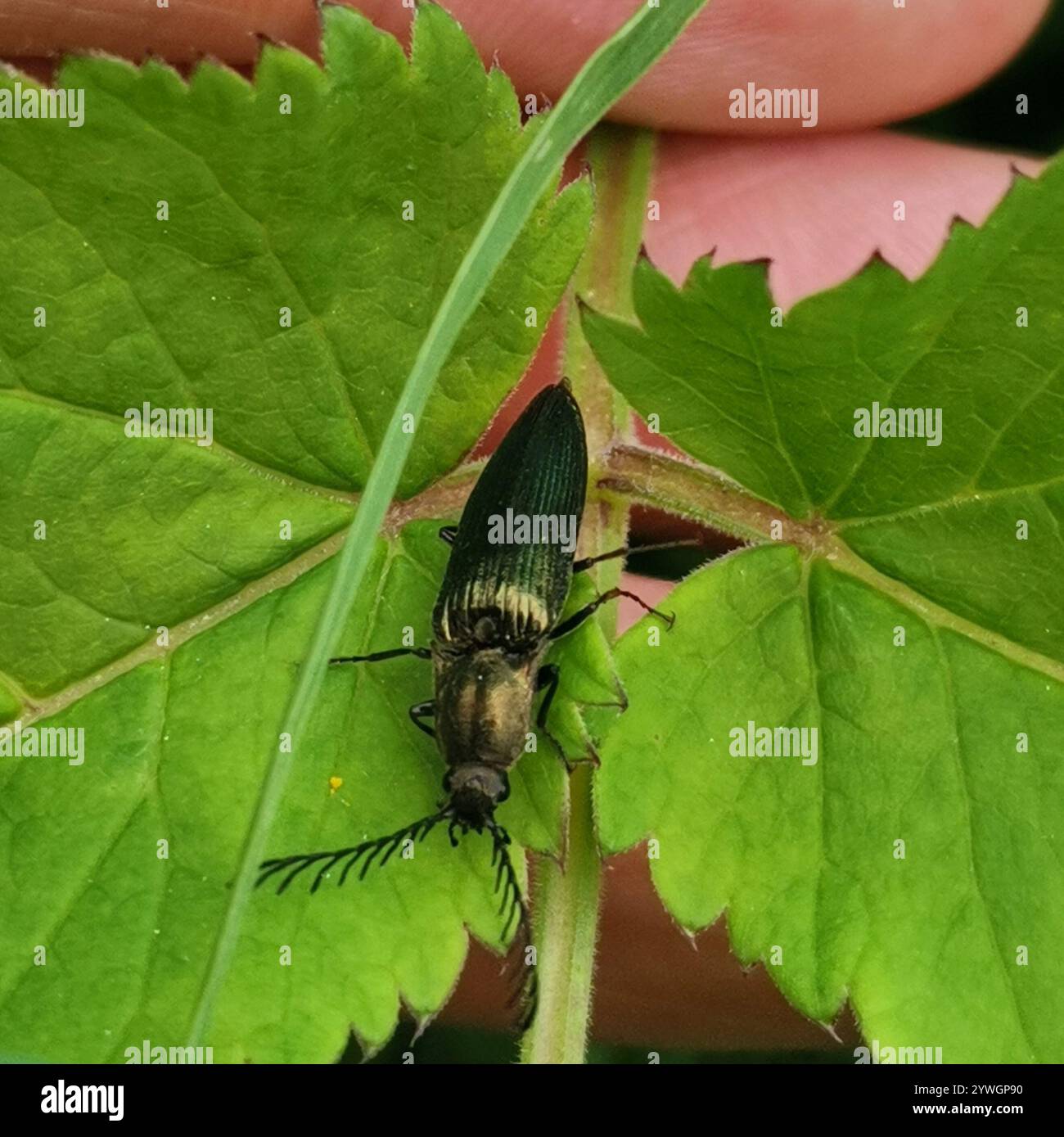 pectinate click beetle (Ctenicera pectinicornis Stock Photo - Alamy