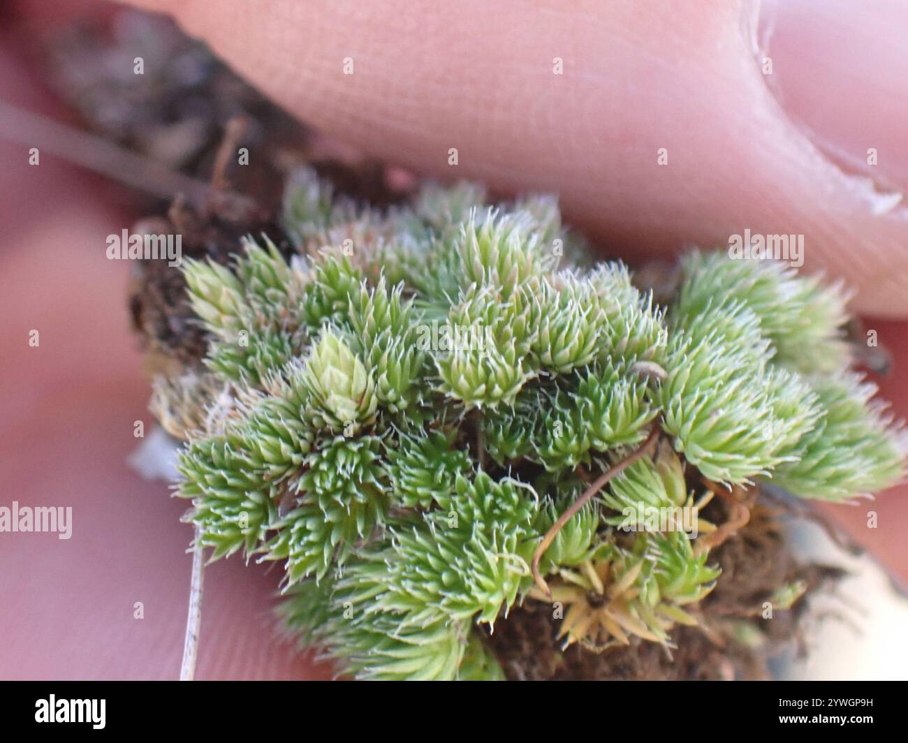 Rocky Mountain Spikemoss (Selaginella scopulorum Stock Photo - Alamy
