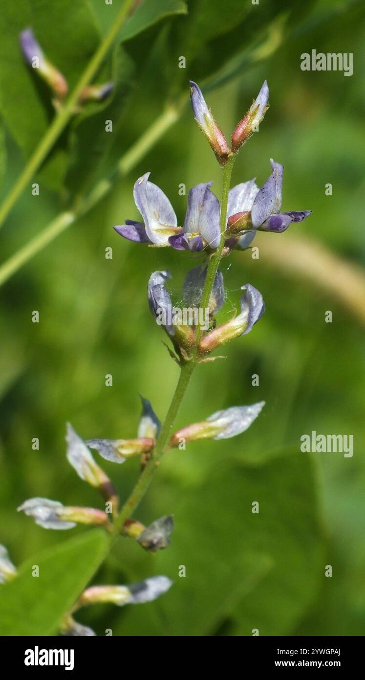 cultivated licorice (Glycyrrhiza glabra Stock Photo - Alamy