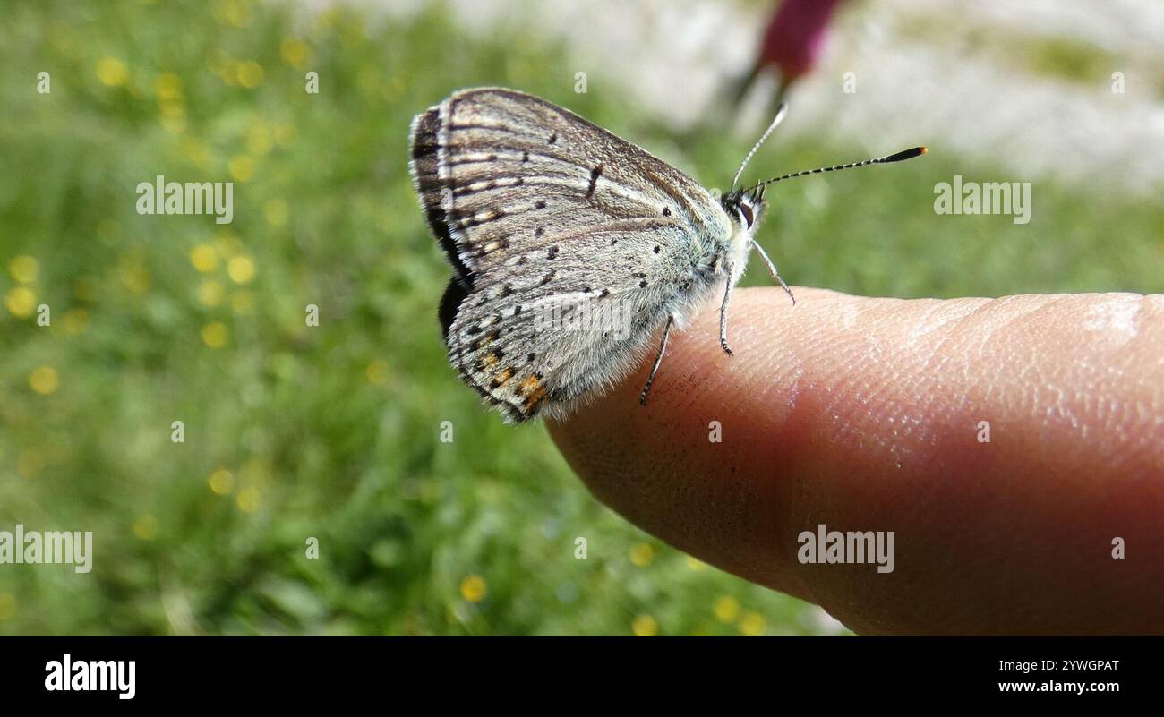 Sooty Copper (Lycaena tityrus Stock Photo - Alamy
