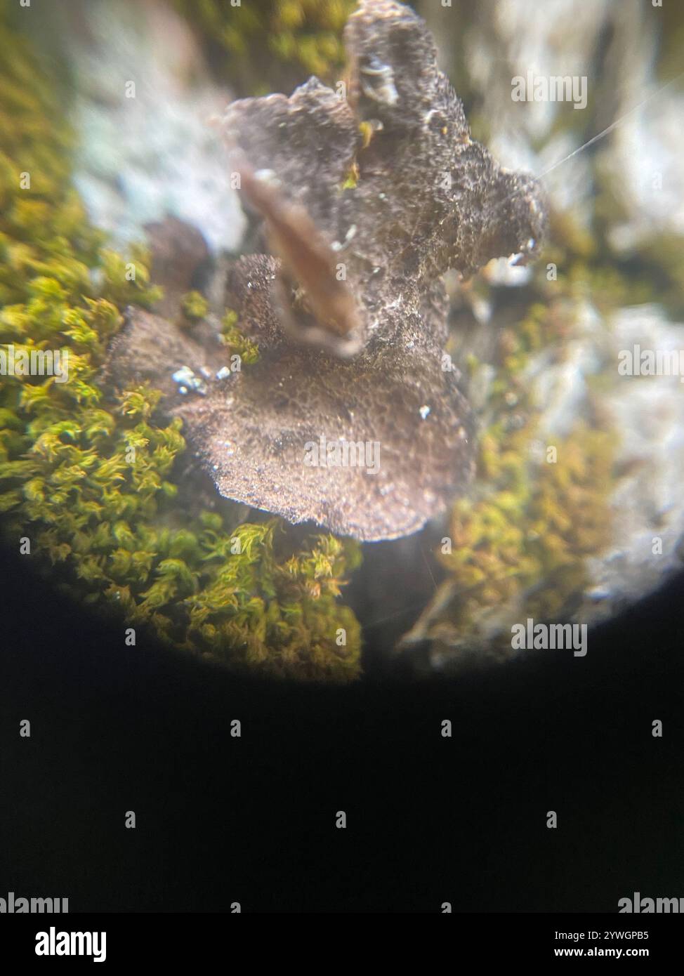 Moon Lichens (Sticta Stock Photo - Alamy