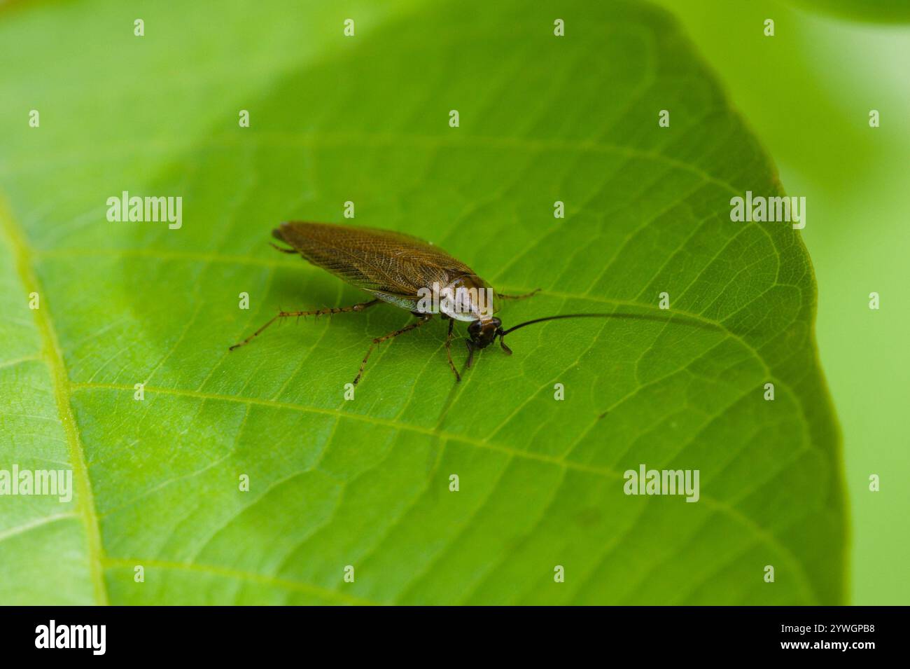Ectobius lapponicus dusky cockroach hi-res stock photography and images ...