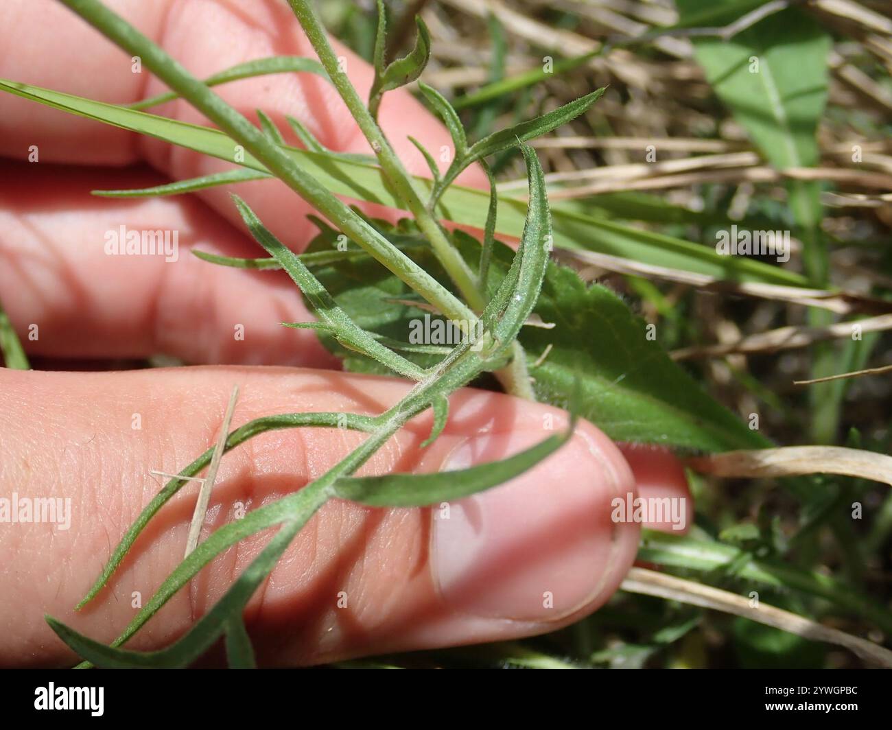 Small Scabious (Scabiosa columbaria Stock Photo - Alamy
