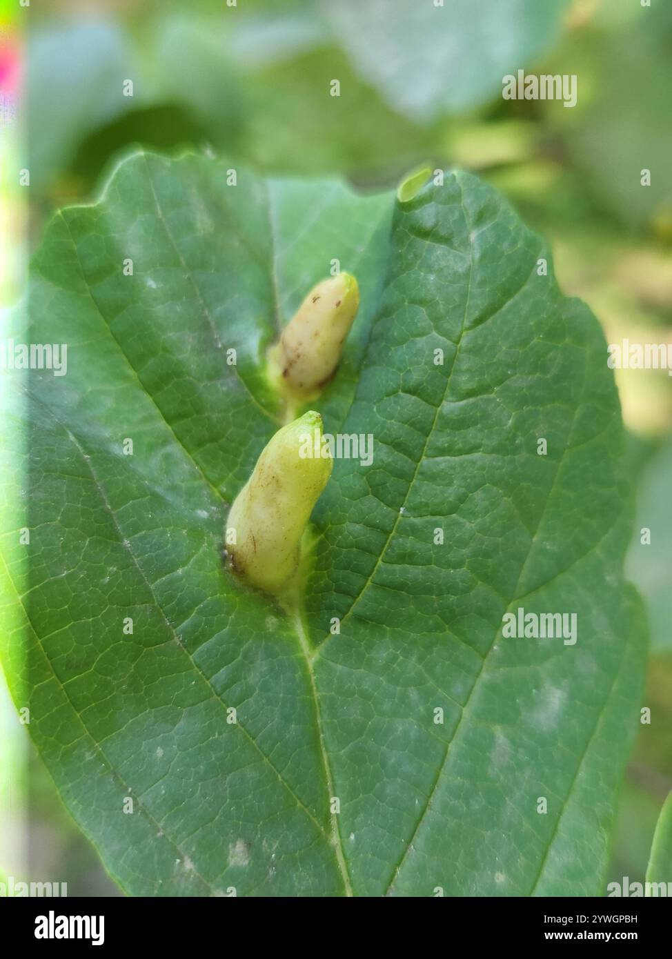 Witch-hazel Cone Gall Aphid (Hormaphis hamamelidis Stock Photo - Alamy
