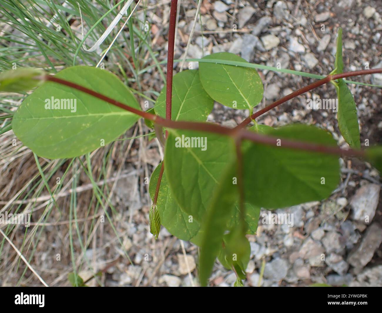 spreading dogbane (Apocynum androsaemifolium Stock Photo - Alamy