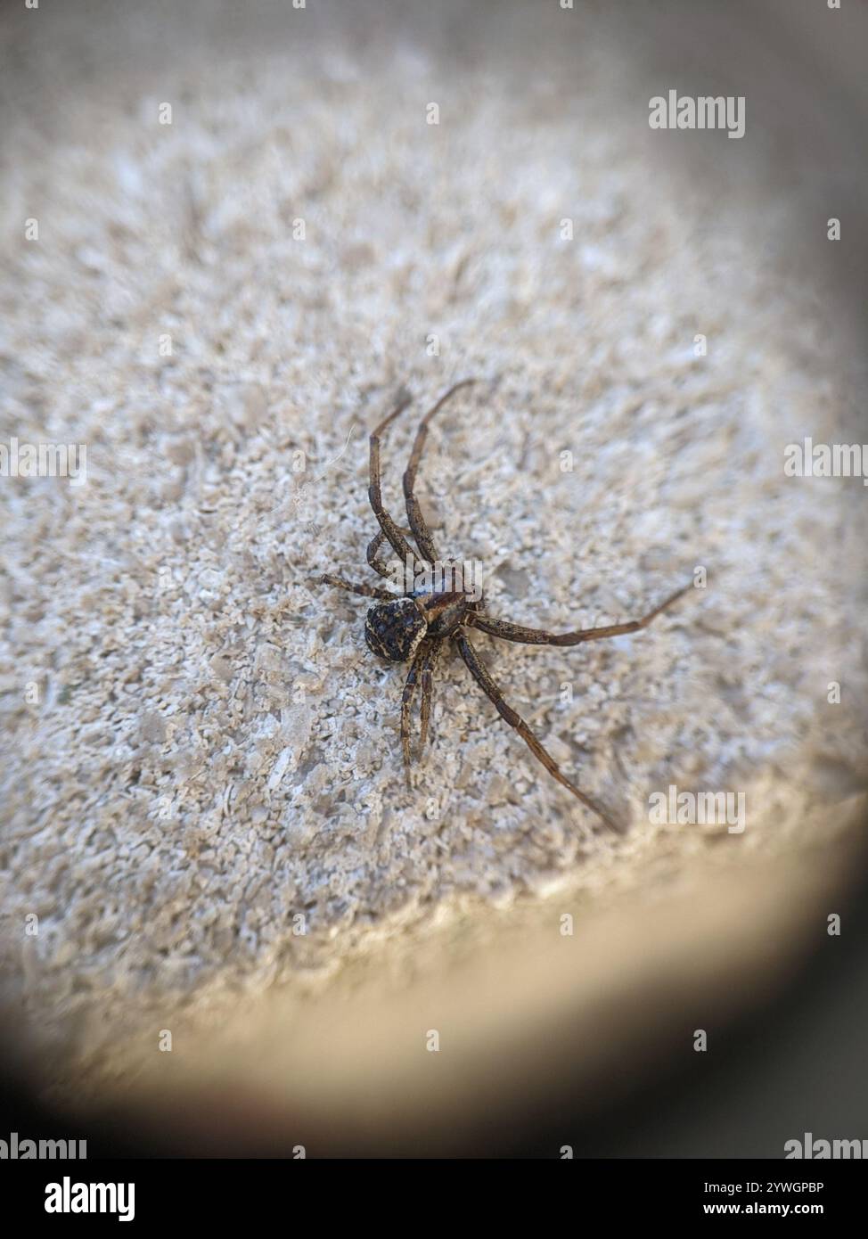 Crab Spiders (Thomisidae Stock Photo - Alamy