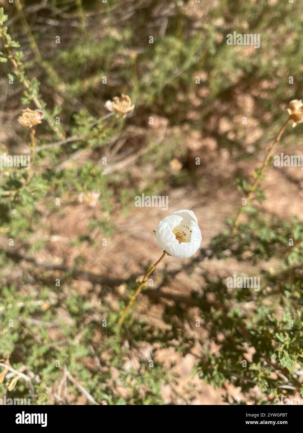 Apache plume (Fallugia paradoxa Stock Photo - Alamy