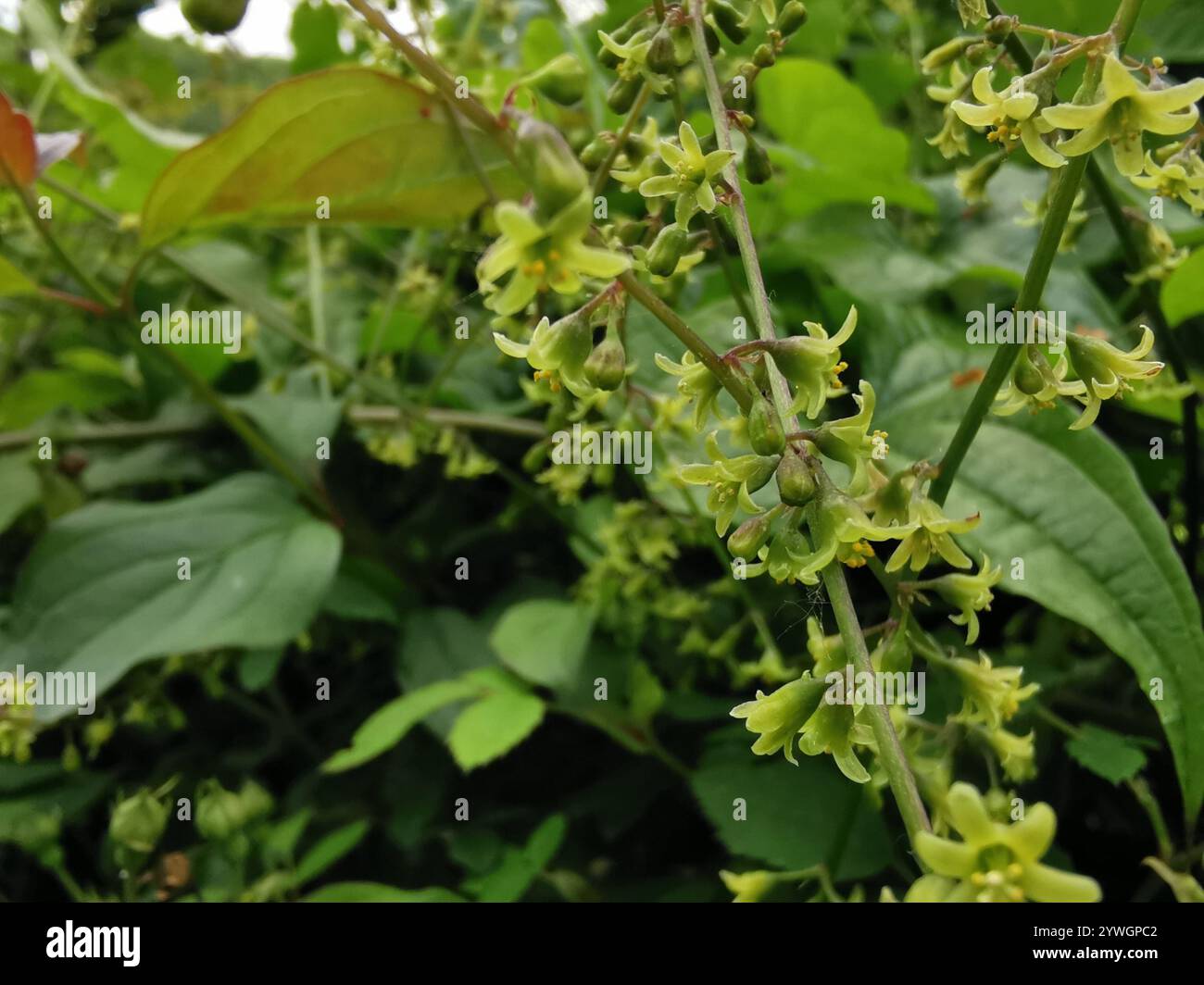 Black Bryony (Dioscorea communis Stock Photo - Alamy