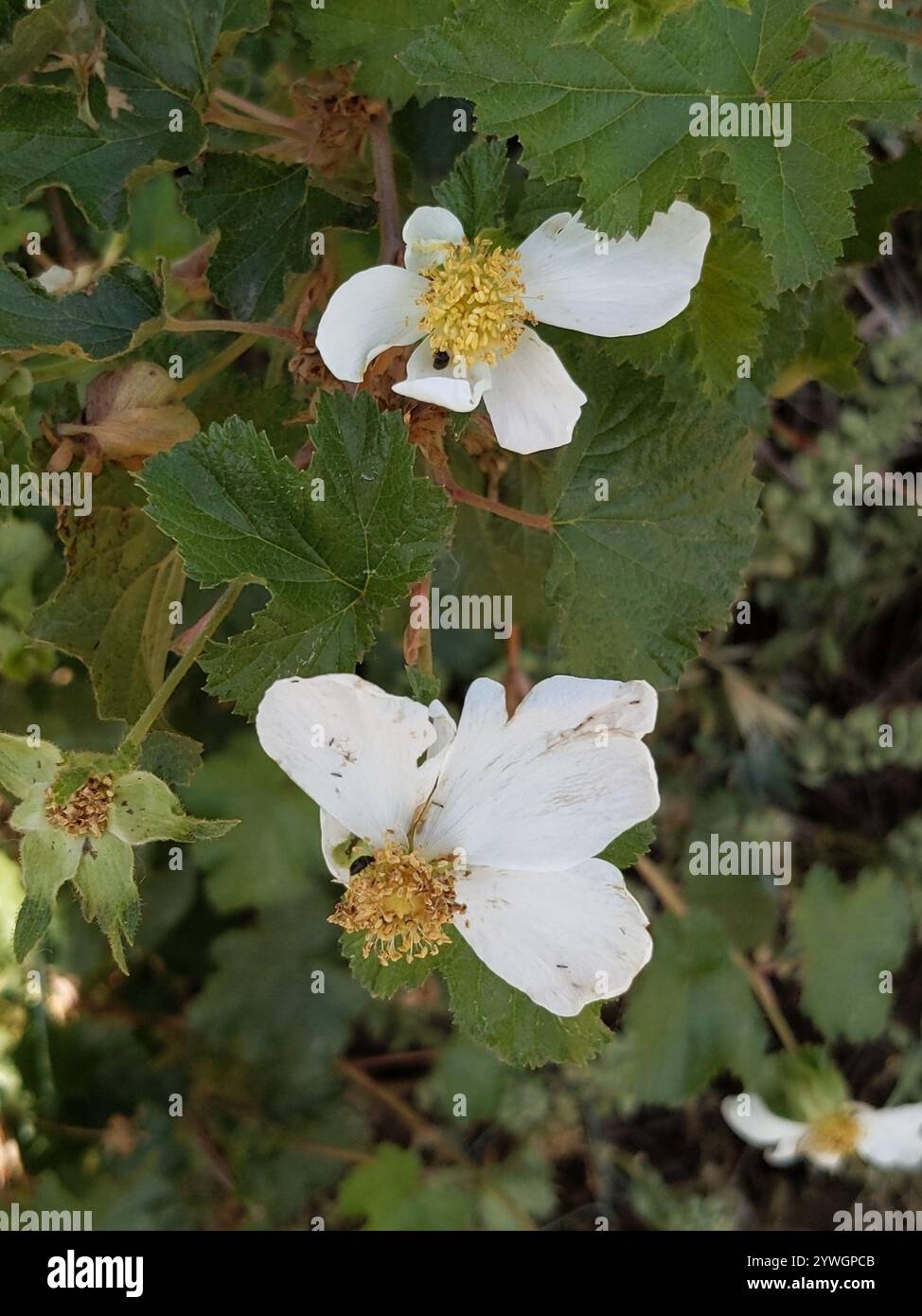 Rocky Mountain raspberry (Rubus deliciosus Stock Photo - Alamy