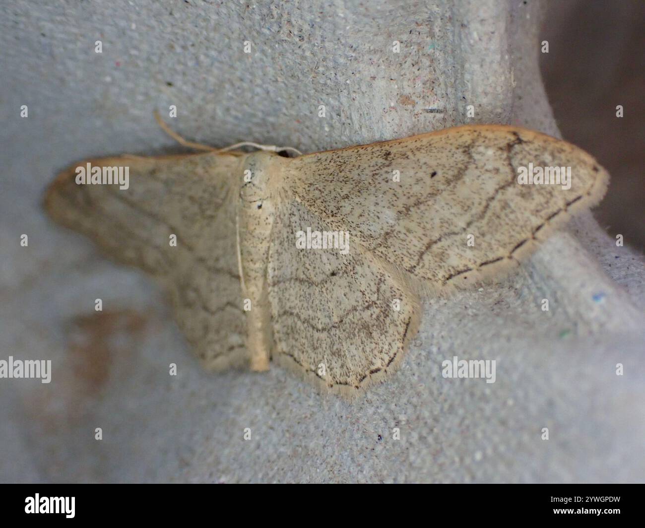 Riband Wave (Idaea aversata Stock Photo - Alamy
