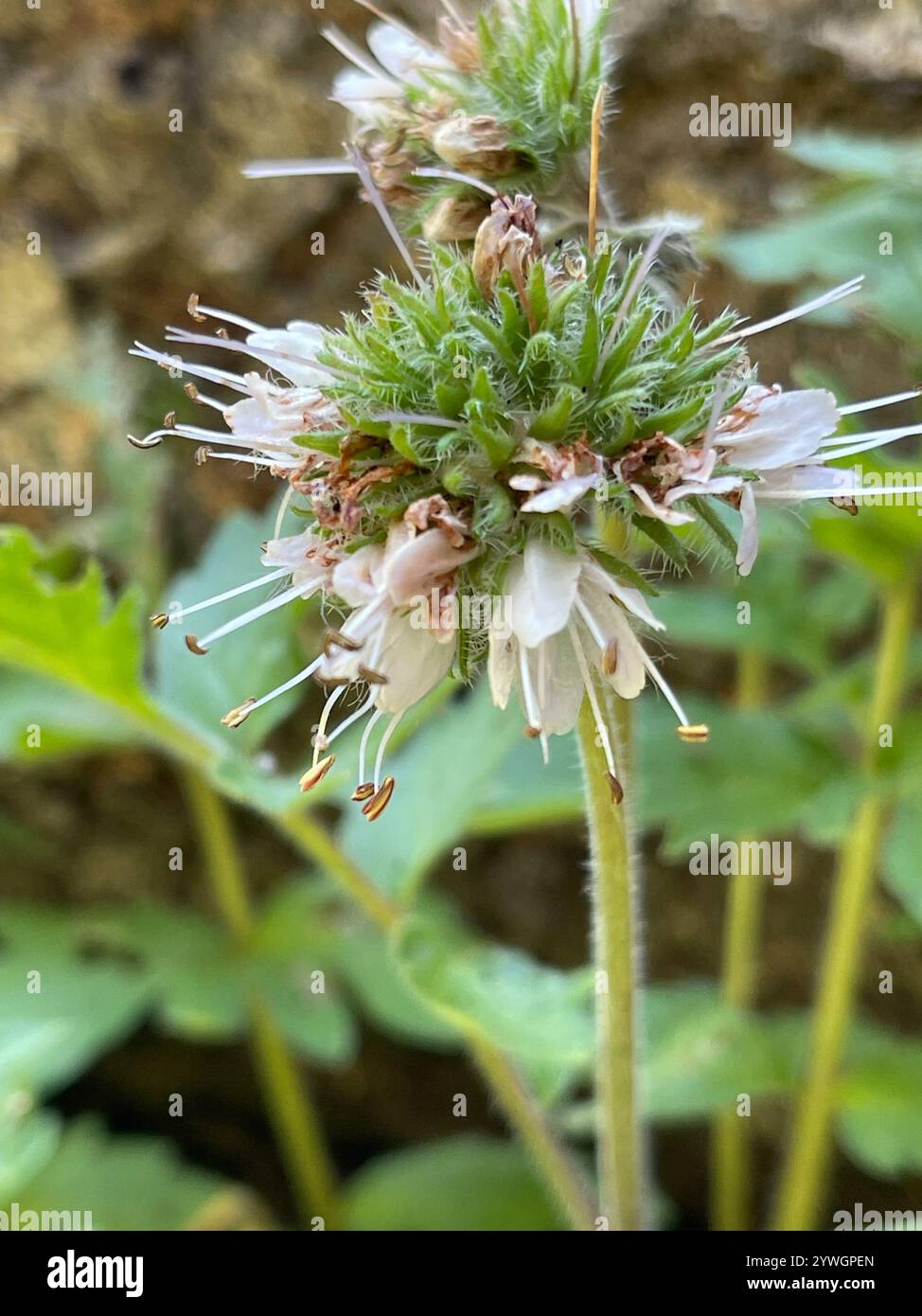 western waterleaf (Hydrophyllum occidentale Stock Photo - Alamy