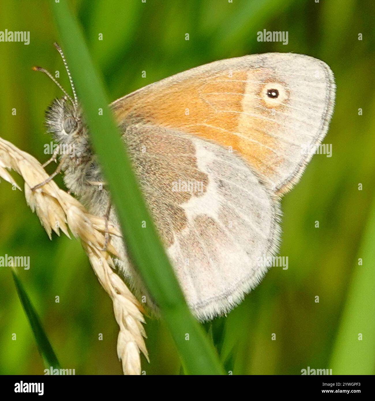 Common Ringlet (Coenonympha california Stock Photo - Alamy
