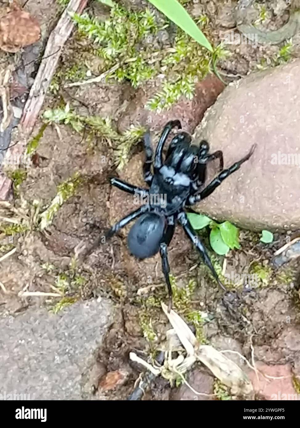 Black Purseweb Spider (Sphodros niger Stock Photo - Alamy