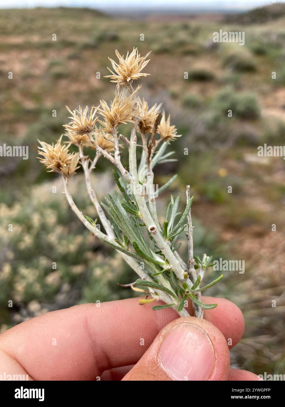 Rubber Rabbitbrush (Ericameria nauseosa Stock Photo - Alamy