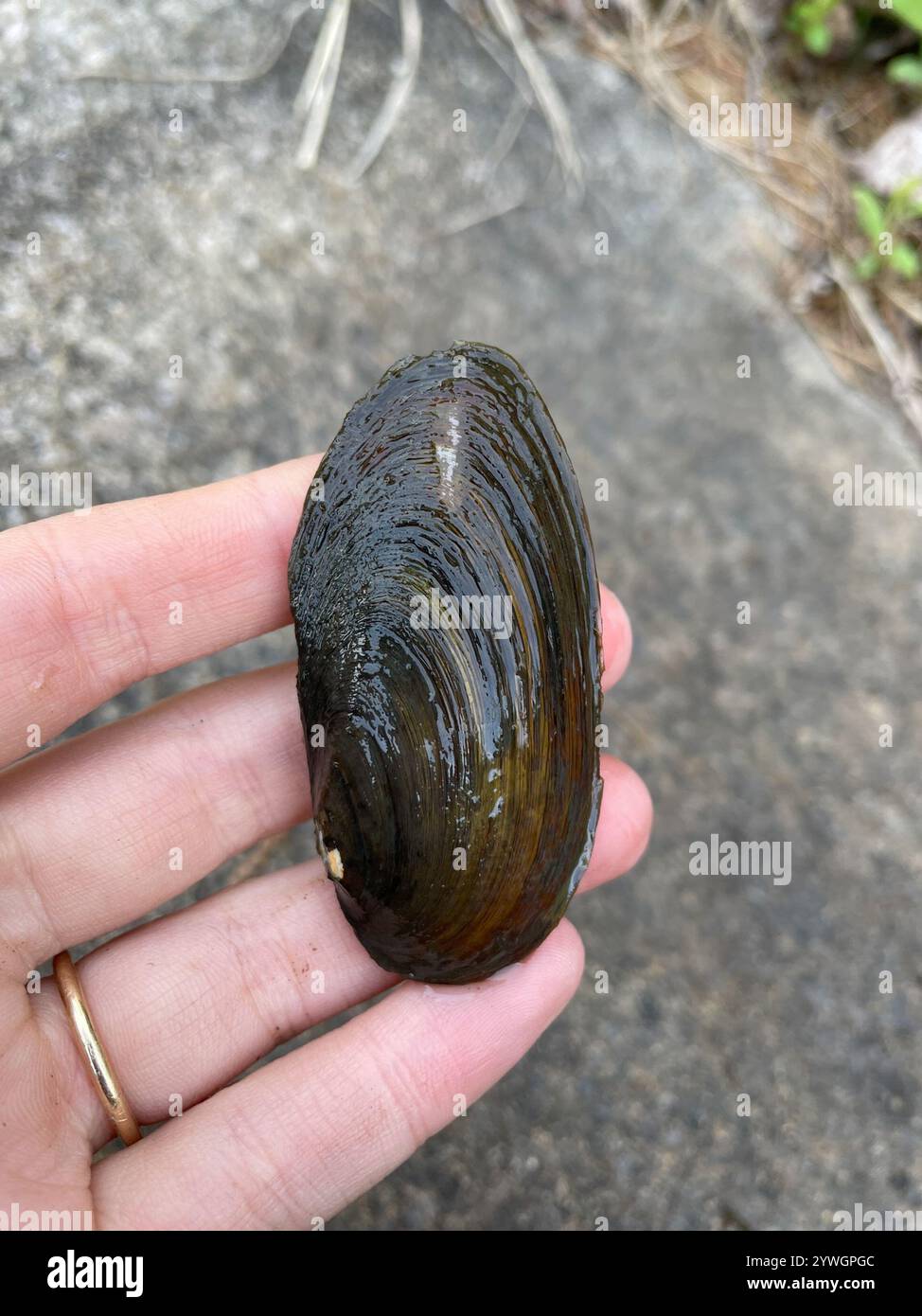 Eastern Elliptio (Elliptio complanata Stock Photo - Alamy