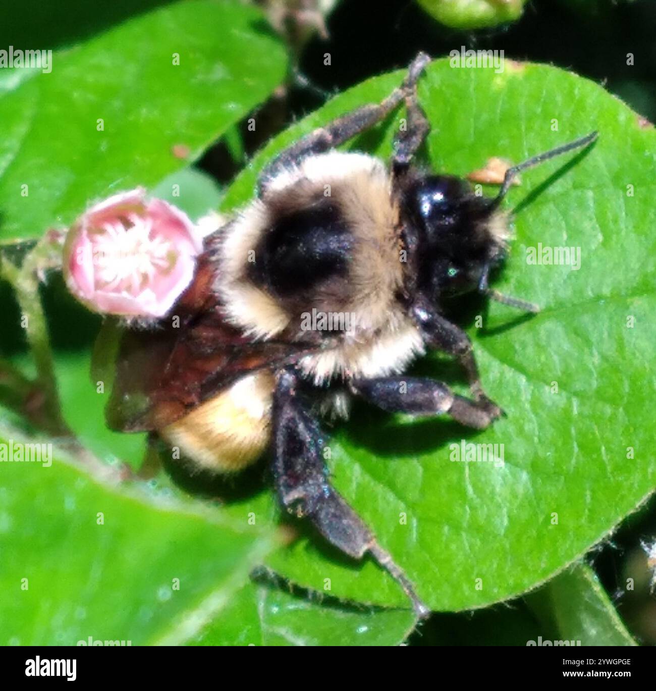 Tricolored Bumble Bee (Bombus ternarius Stock Photo - Alamy