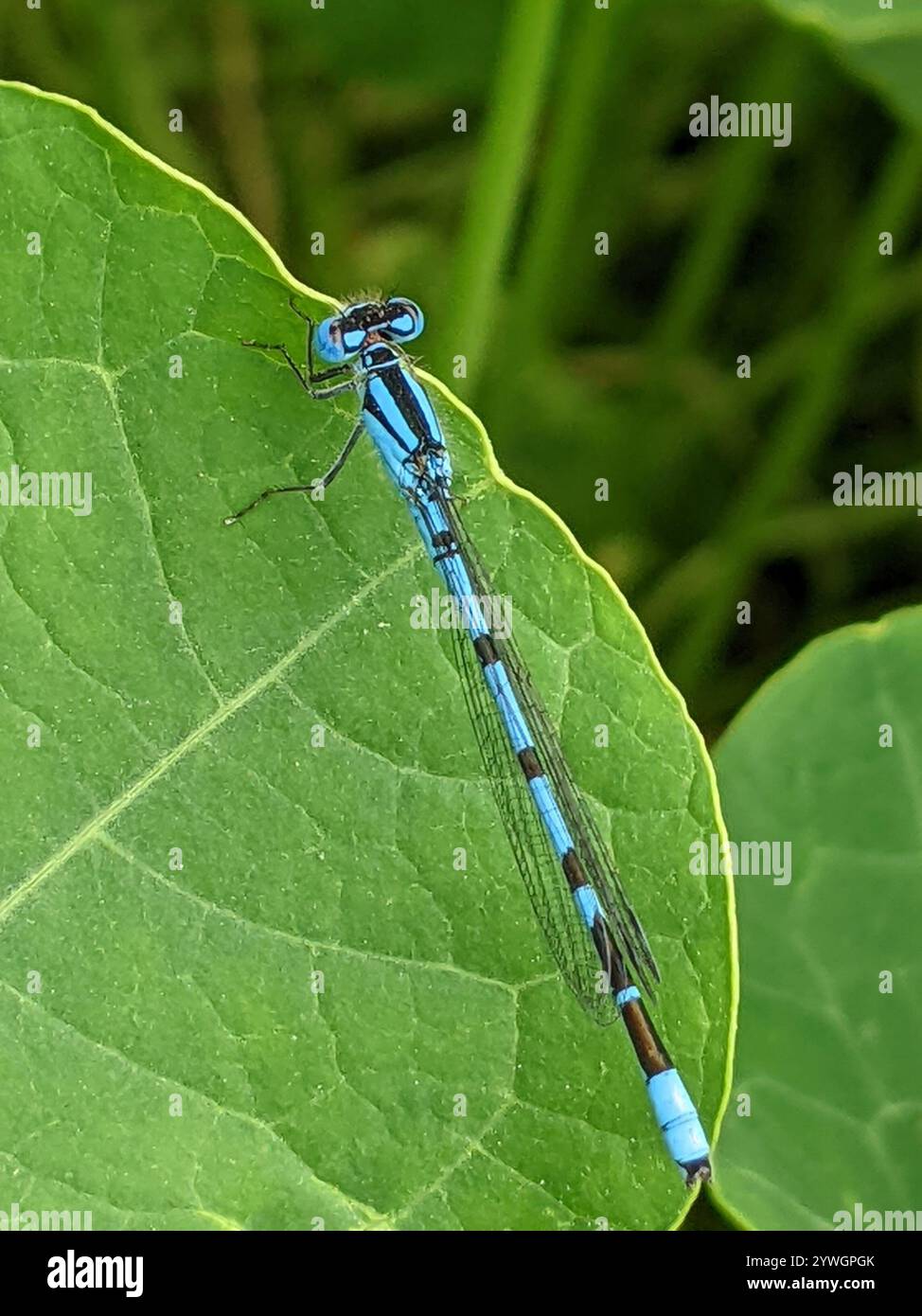 Common Blue Damselfly (Enallagma cyathigerum Stock Photo - Alamy