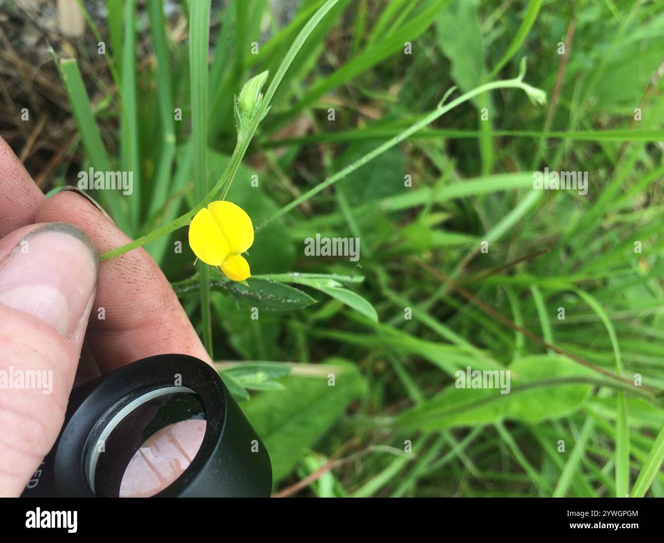 Rabbitbells (Crotalaria rotundifolia Stock Photo - Alamy