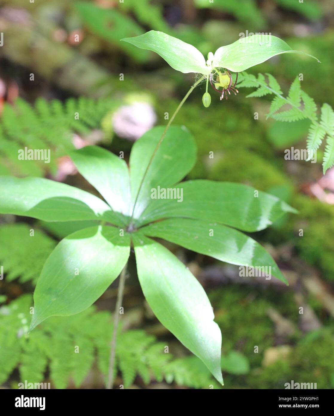 Cucumber Root (Medeola virginiana Stock Photo - Alamy