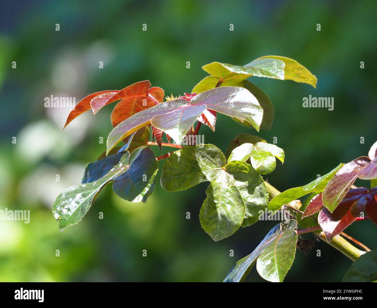 Bellyache bush hi-res stock photography and images - Alamy