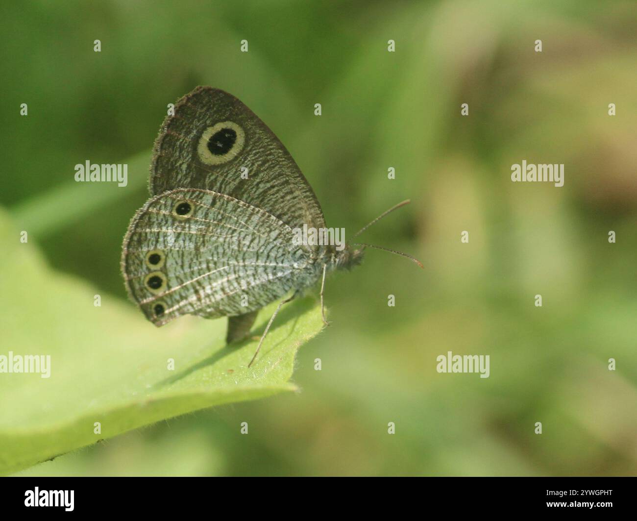 Common Four-ring (Ypthima huebneri Stock Photo - Alamy