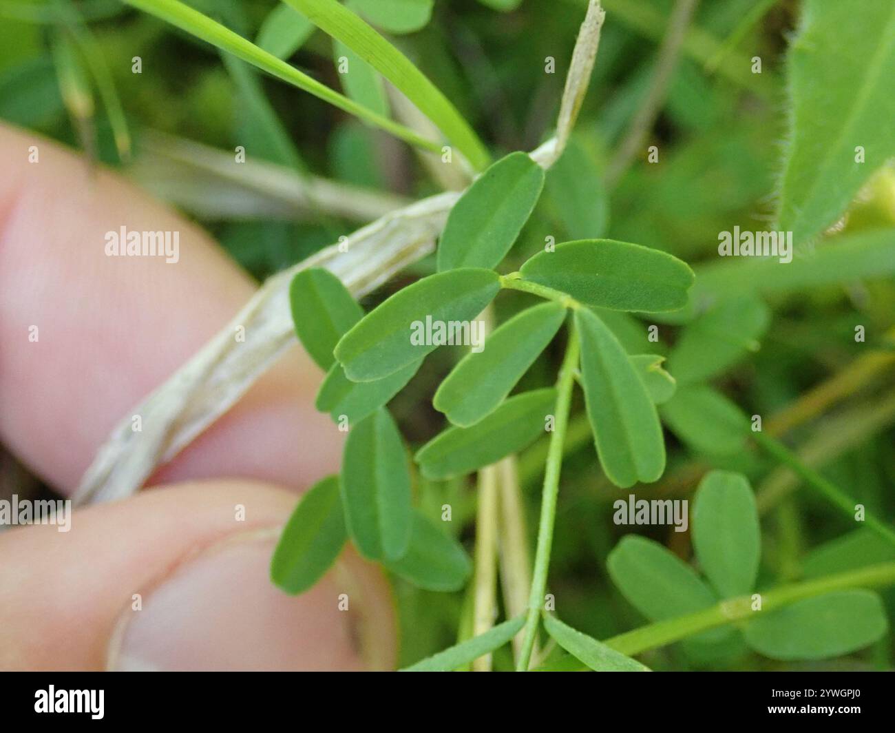 horseshoe vetch (Hippocrepis comosa Stock Photo - Alamy