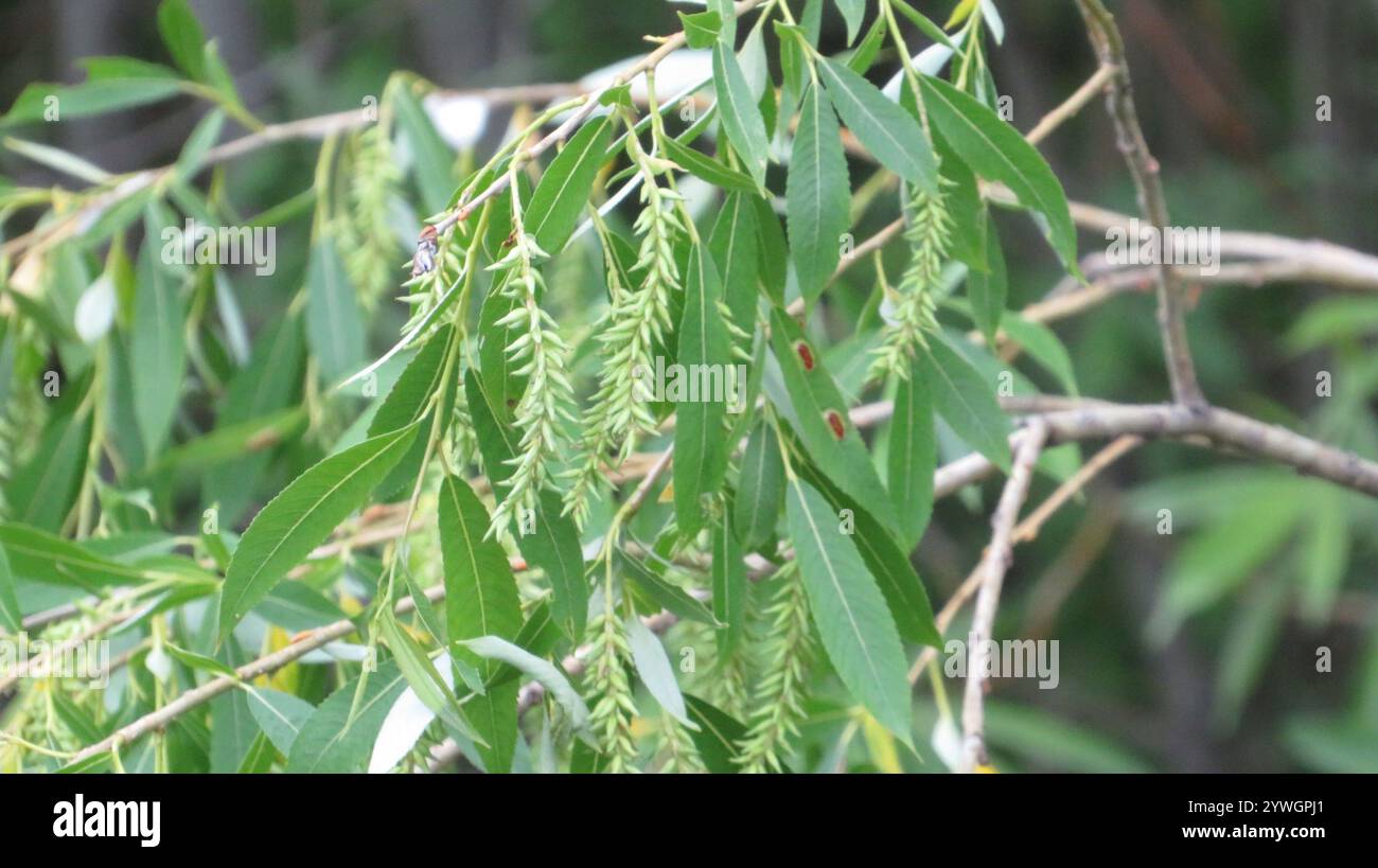 Almond Willow (Salix triandra Stock Photo - Alamy