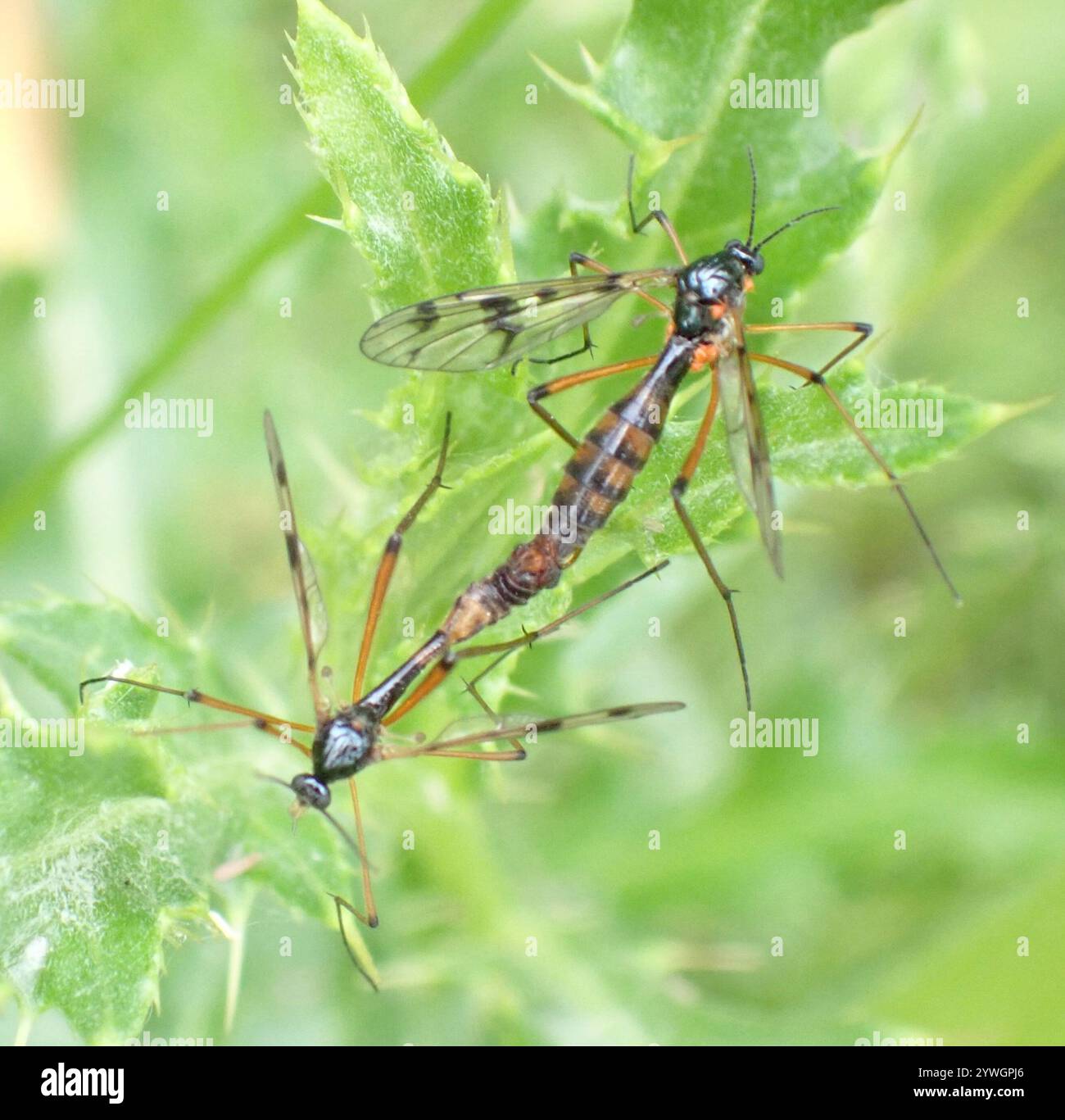orange-marked cranefly (Ptychoptera contaminata Stock Photo - Alamy