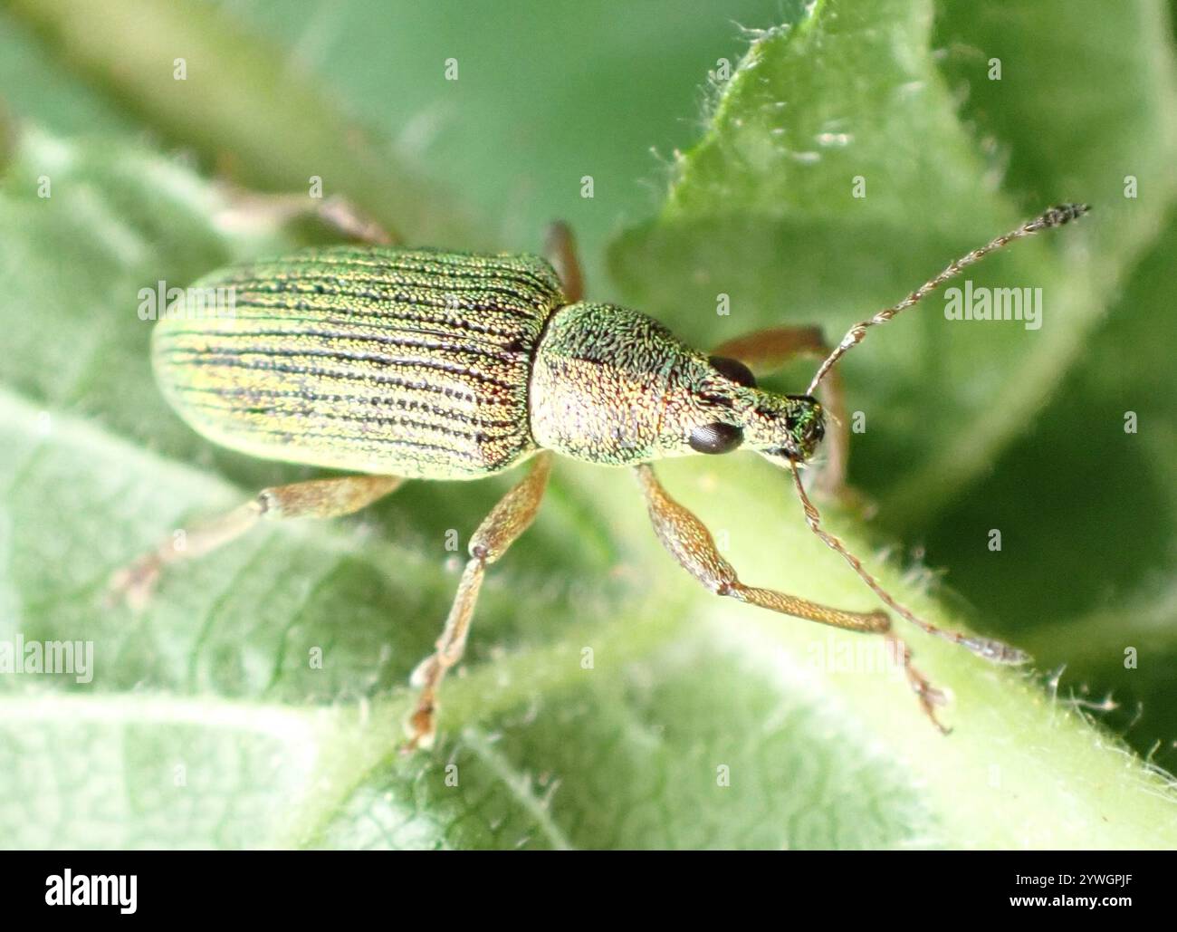 Green Immigrant Leaf Weevil (Polydrusus formosus Stock Photo - Alamy